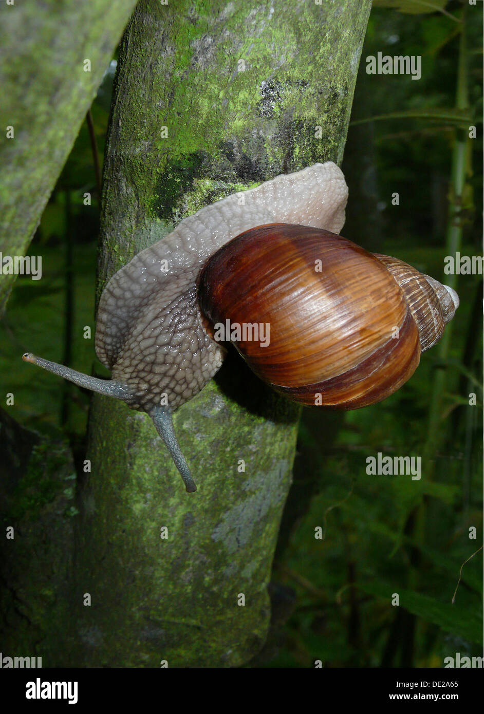 Burgundy snail, Roman snail, edible snail or escargot (Helix pomatia ...