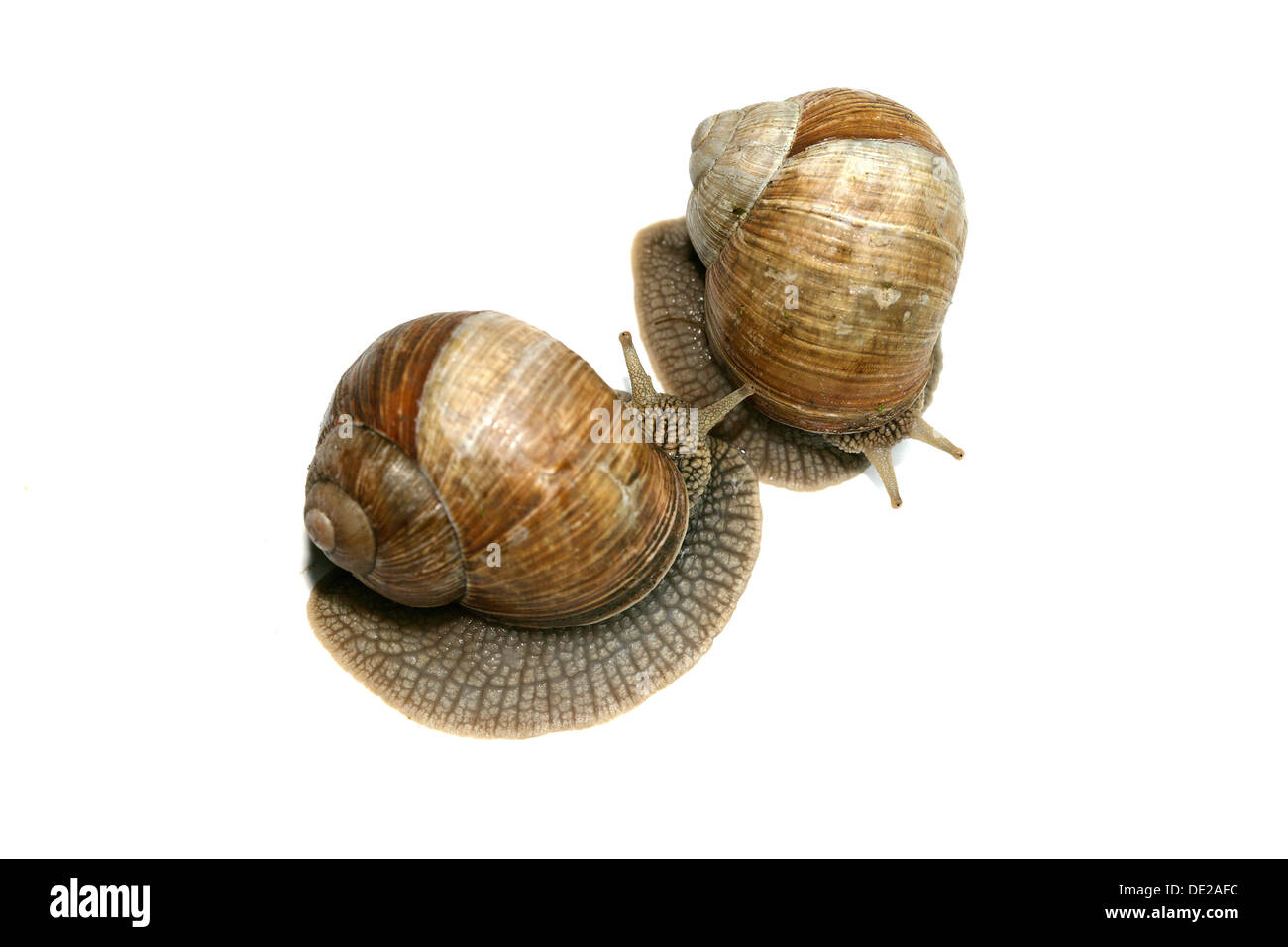 Two Burgundy snails, Roman snails, edible snails or escargots (Helix ...