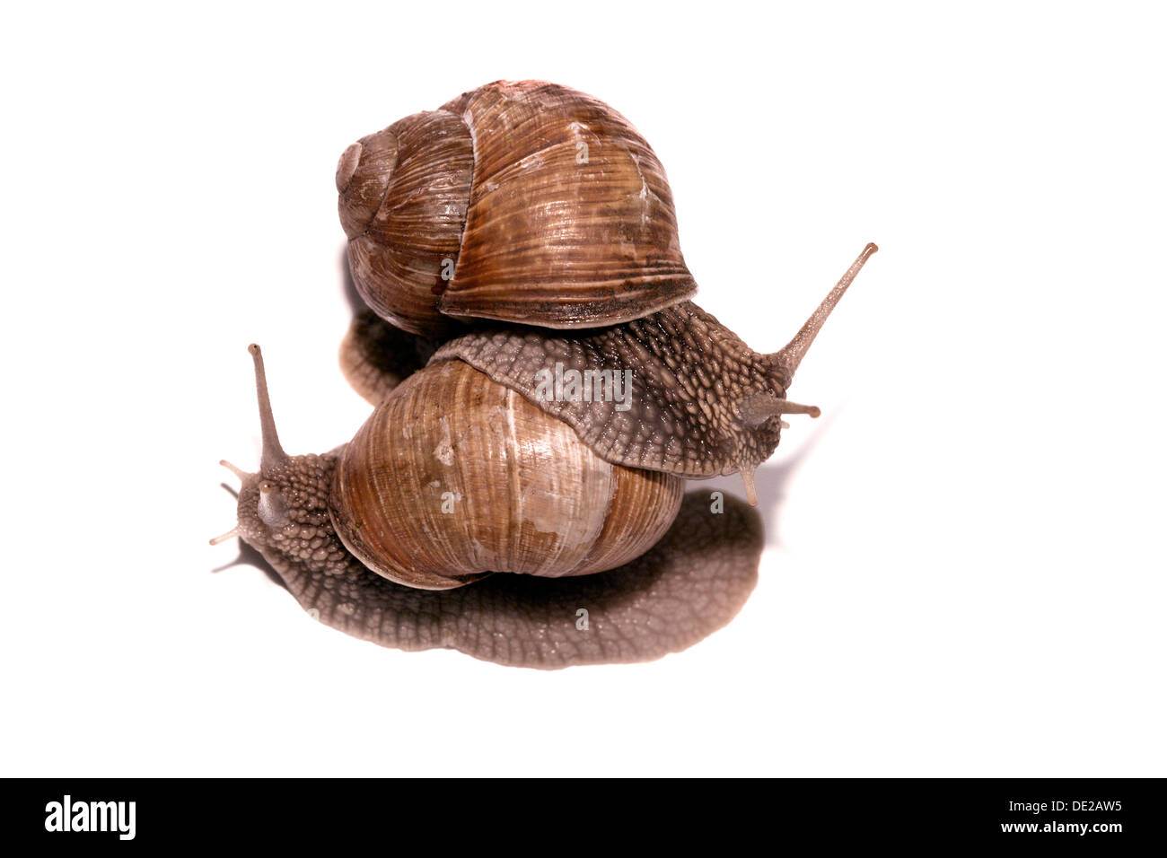 Burgundy snails, Roman snails, edible snails or escargots (Helix ...