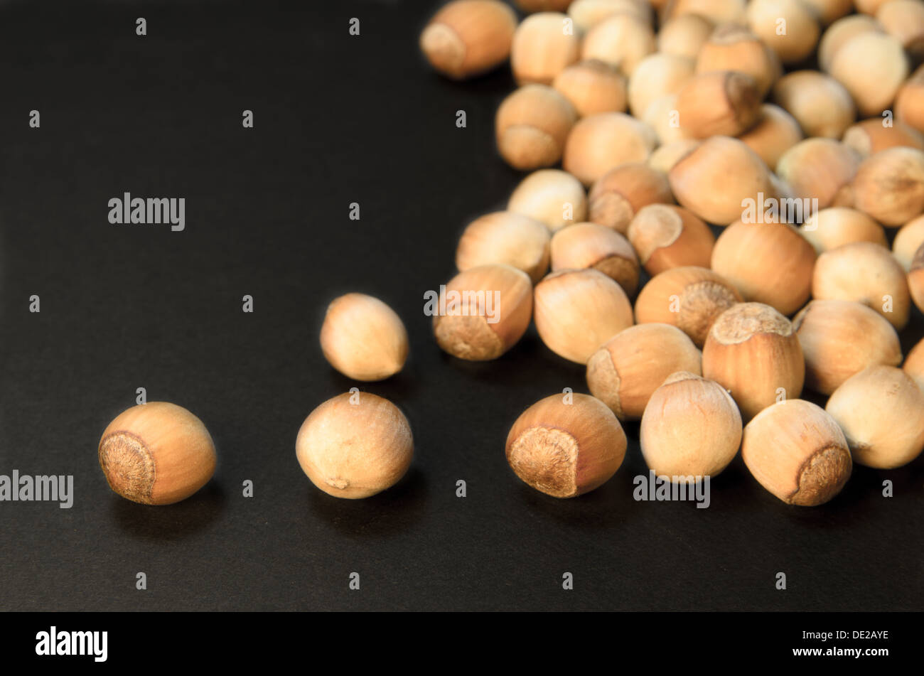Hazelnut (Corylus avellana); a hazelnut is the nut of the hazel and is ...