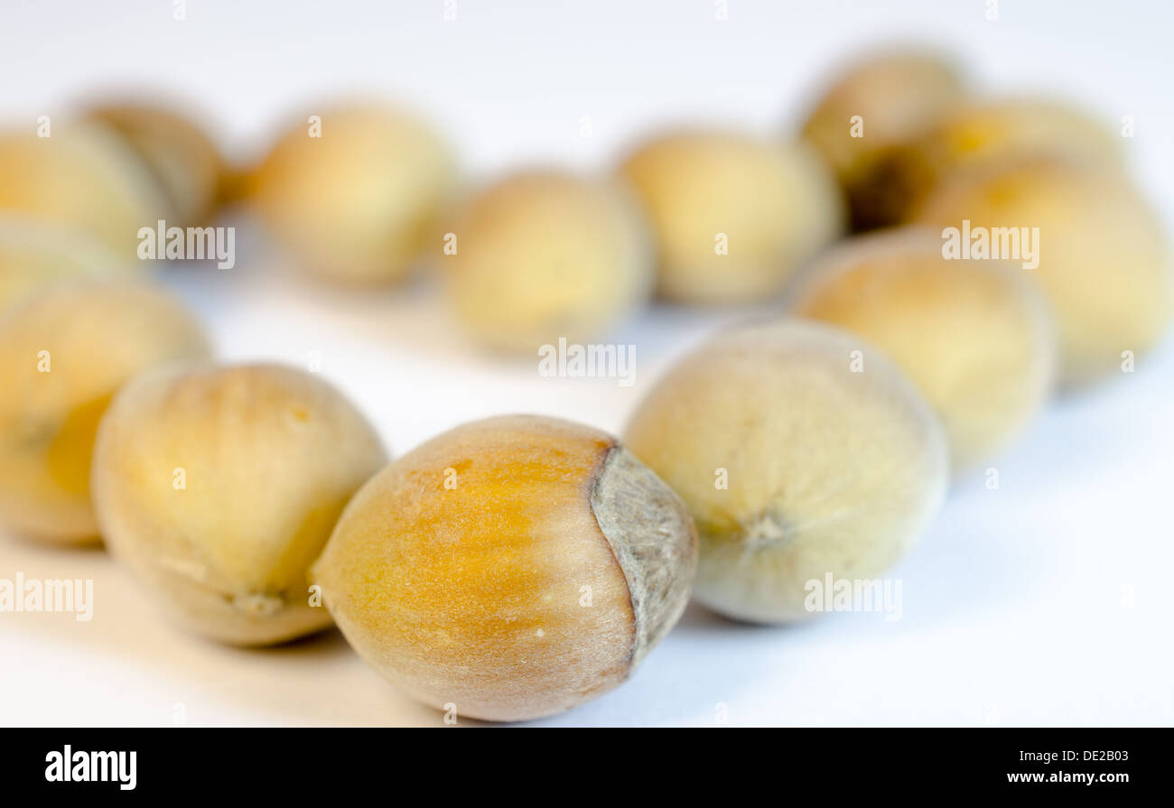 Hazelnut (Corylus avellana); a hazelnut is the nut of the hazel and is ...