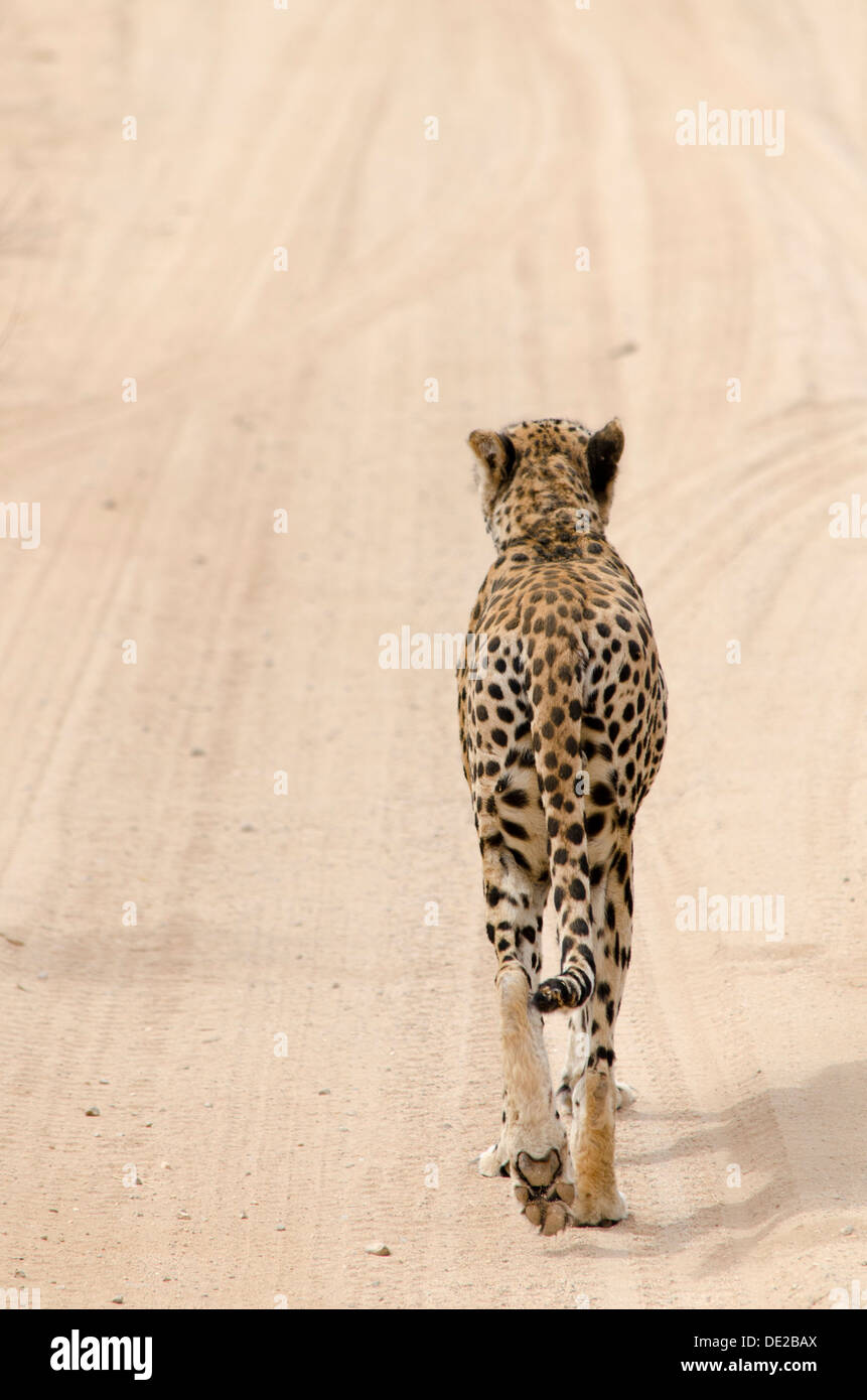 Wild cheetah walking away Stock Photo - Alamy