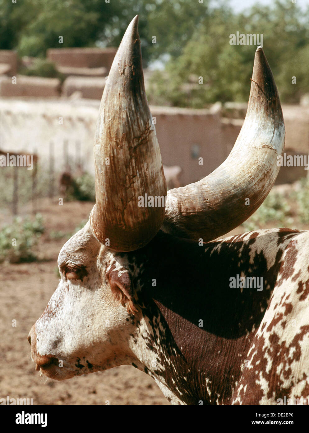 Hump backed cattle hi-res stock photography and images - Alamy