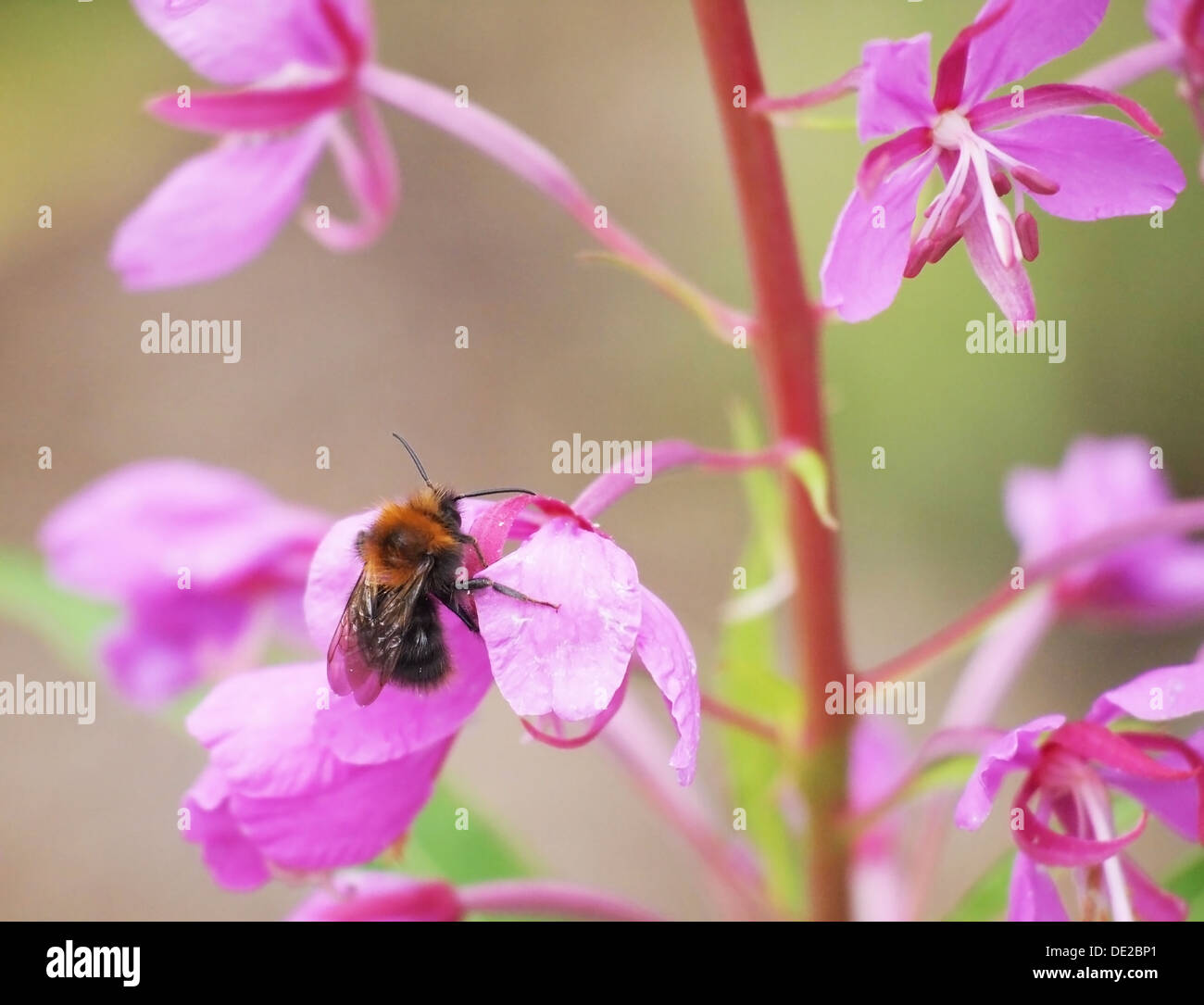 Hairy fireweed hi-res stock photography and images - Alamy