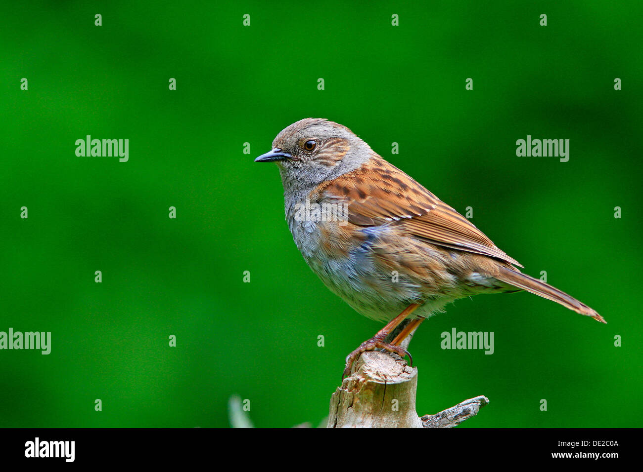 Dunnock (Prunella modularis Stock Photo - Alamy
