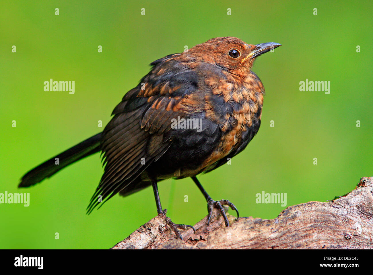 Blackbird (Turdus merula Stock Photo - Alamy