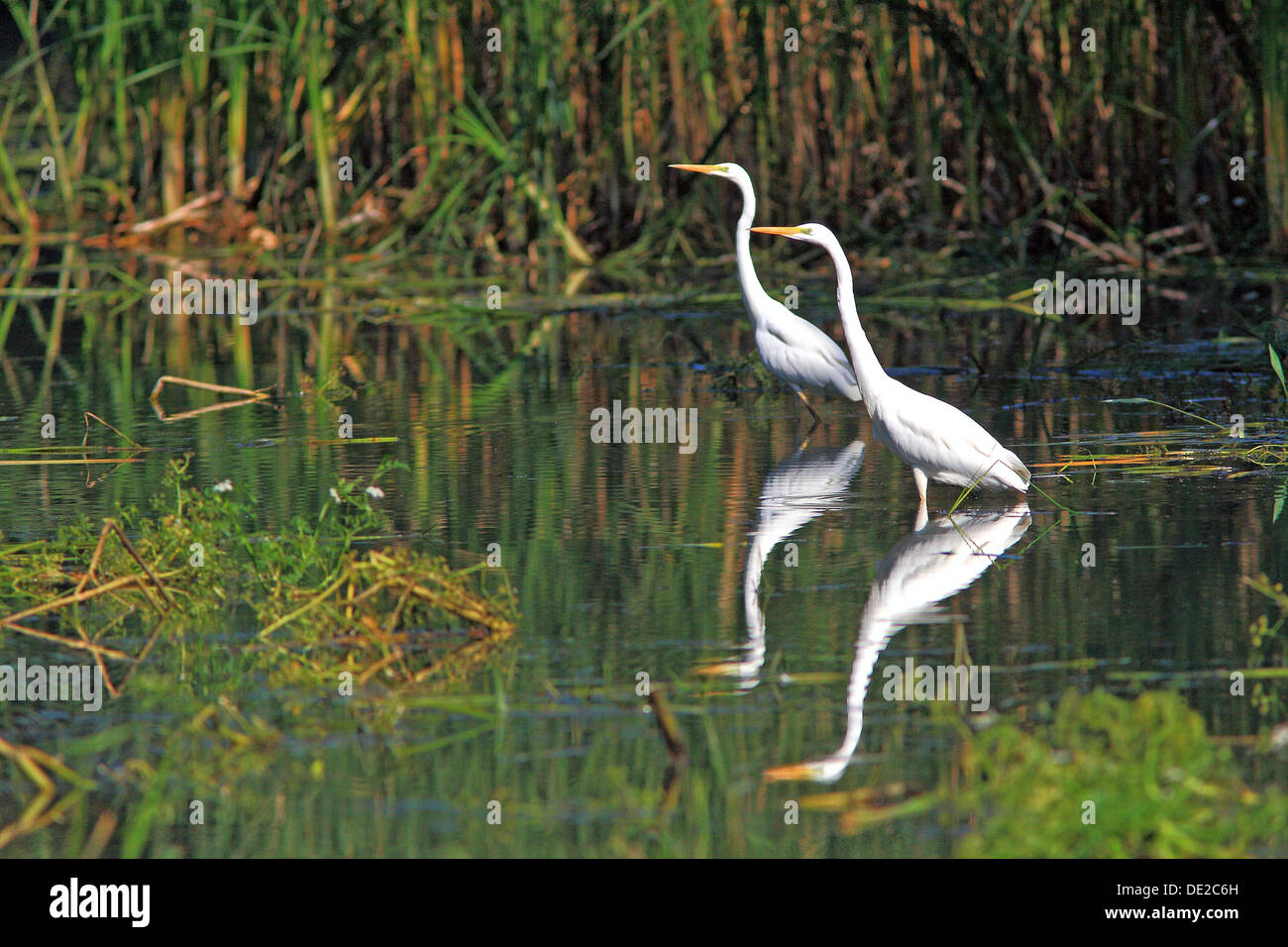 Common egrets hi-res stock photography and images - Alamy