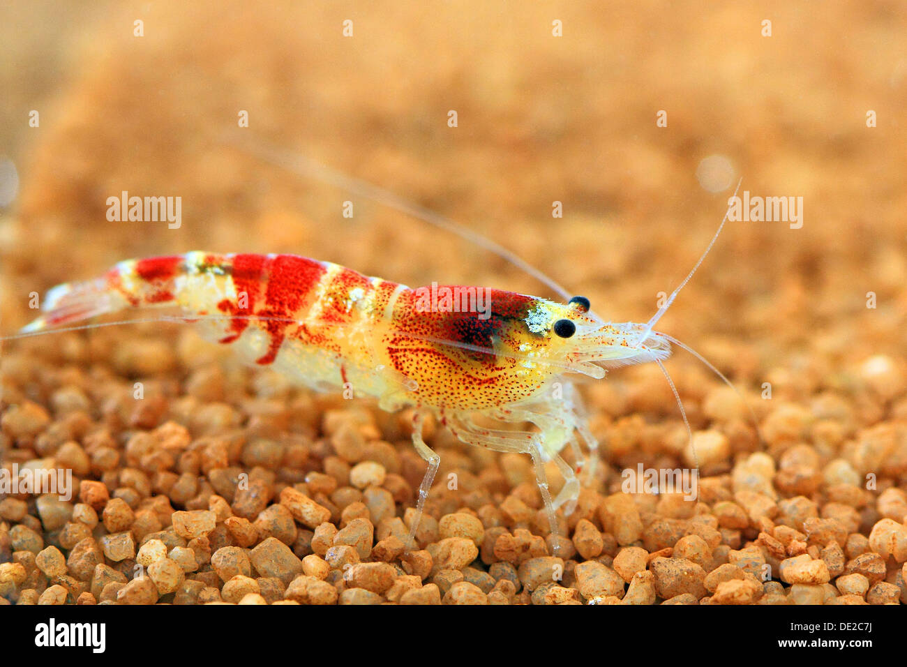 Colourful freshwater shrimp, Crystel Red Stock Photo - Alamy