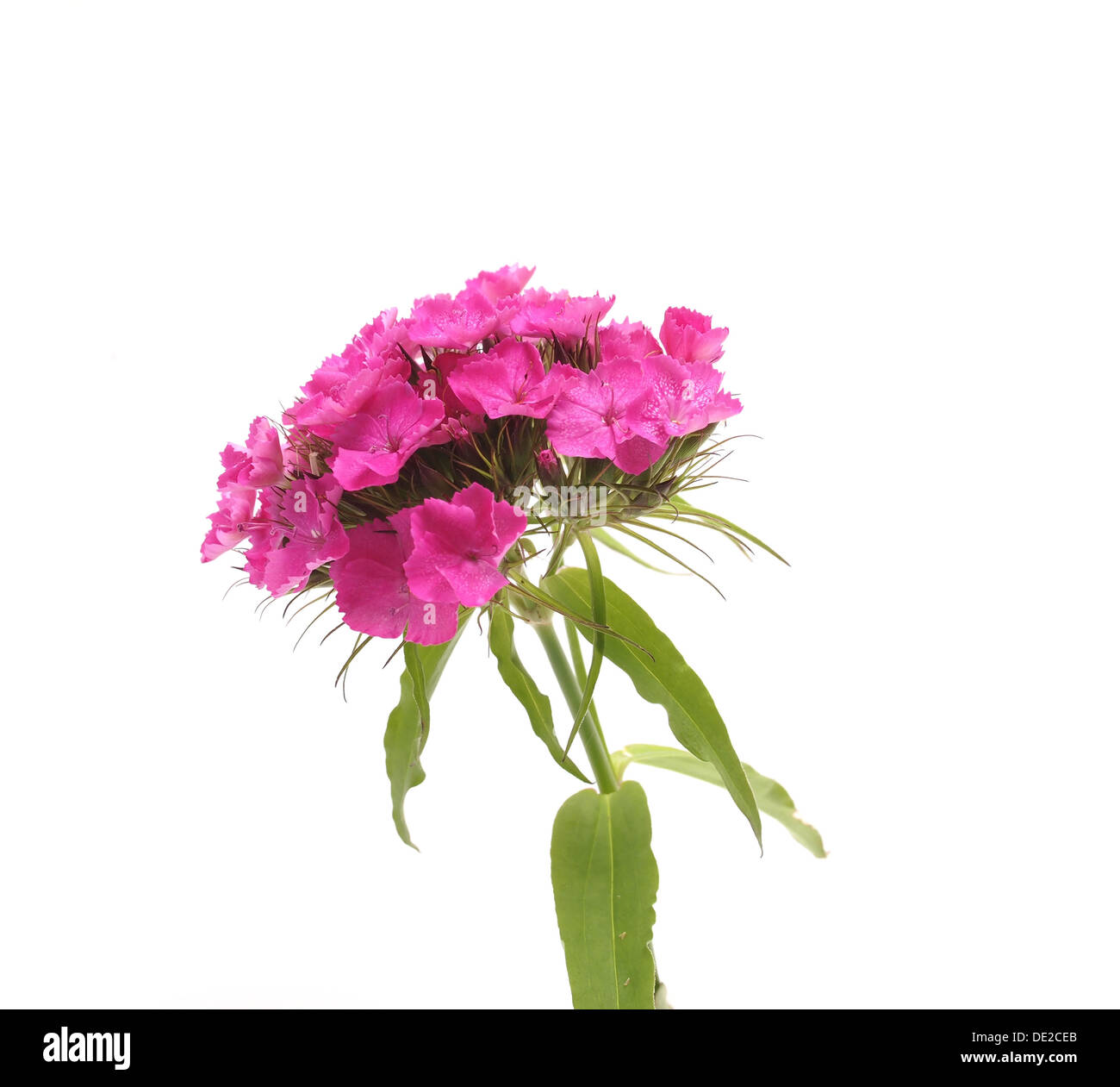 Clove gillyflower hi-res stock photography and images - Alamy