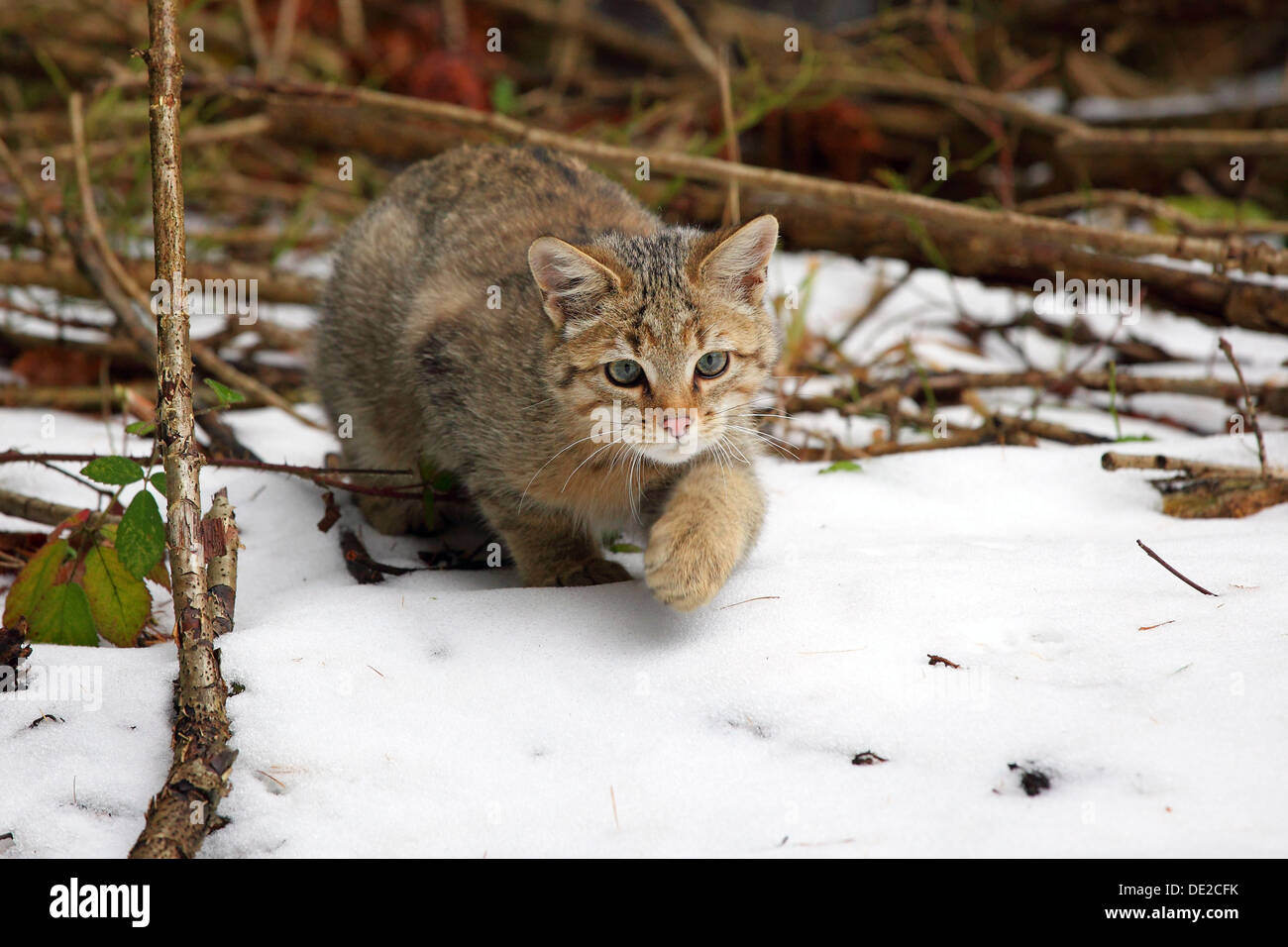 Wildcats in the snow hi-res stock photography and images - Alamy
