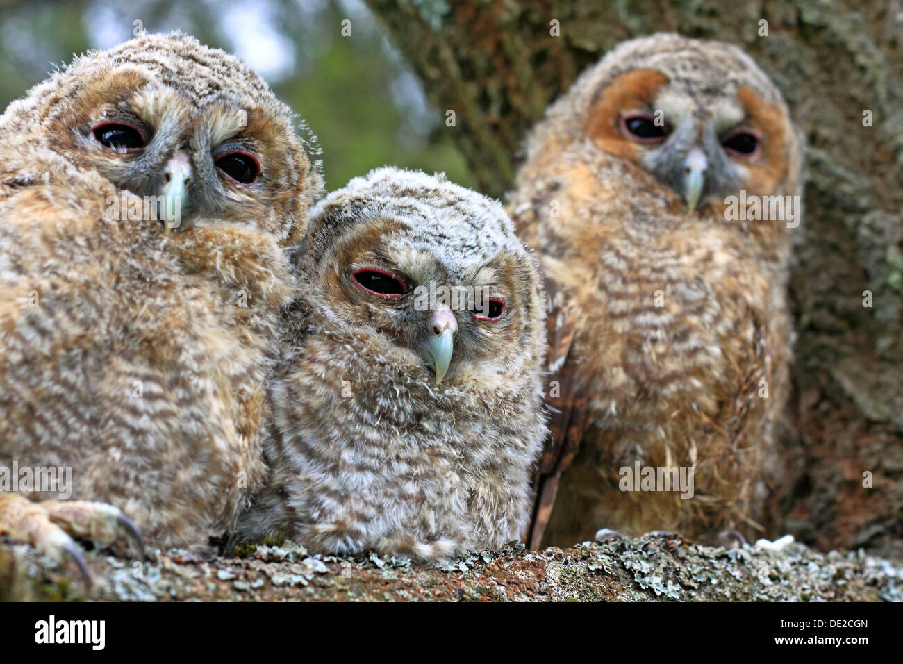Three young Tawny Owls or Brown Owls (Strix aluco) perched on a tree ...