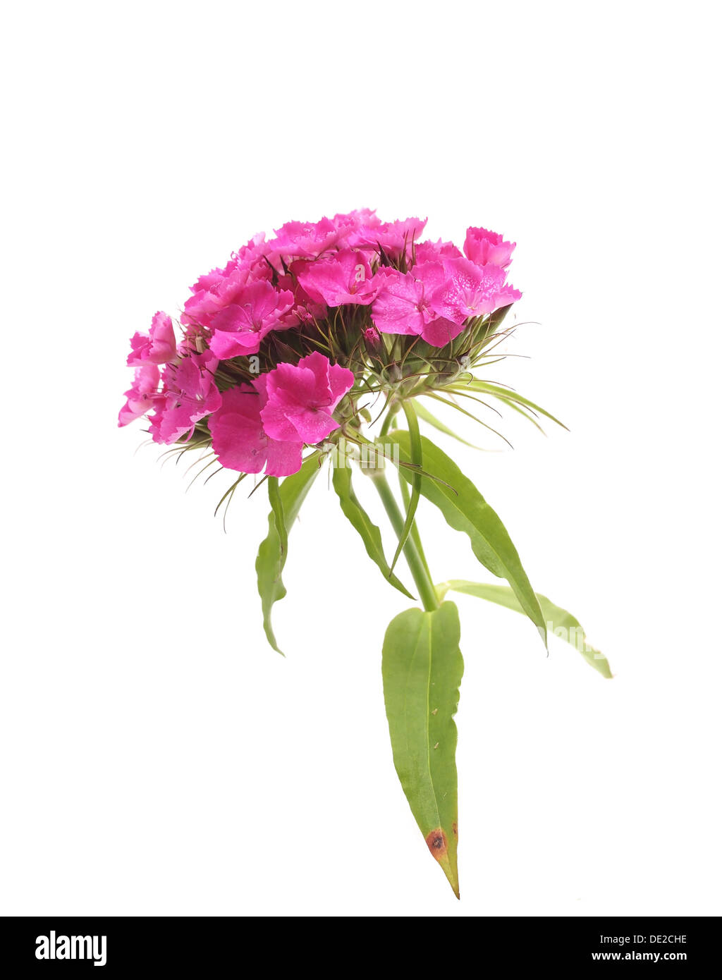 Clove gillyflower hi-res stock photography and images - Alamy