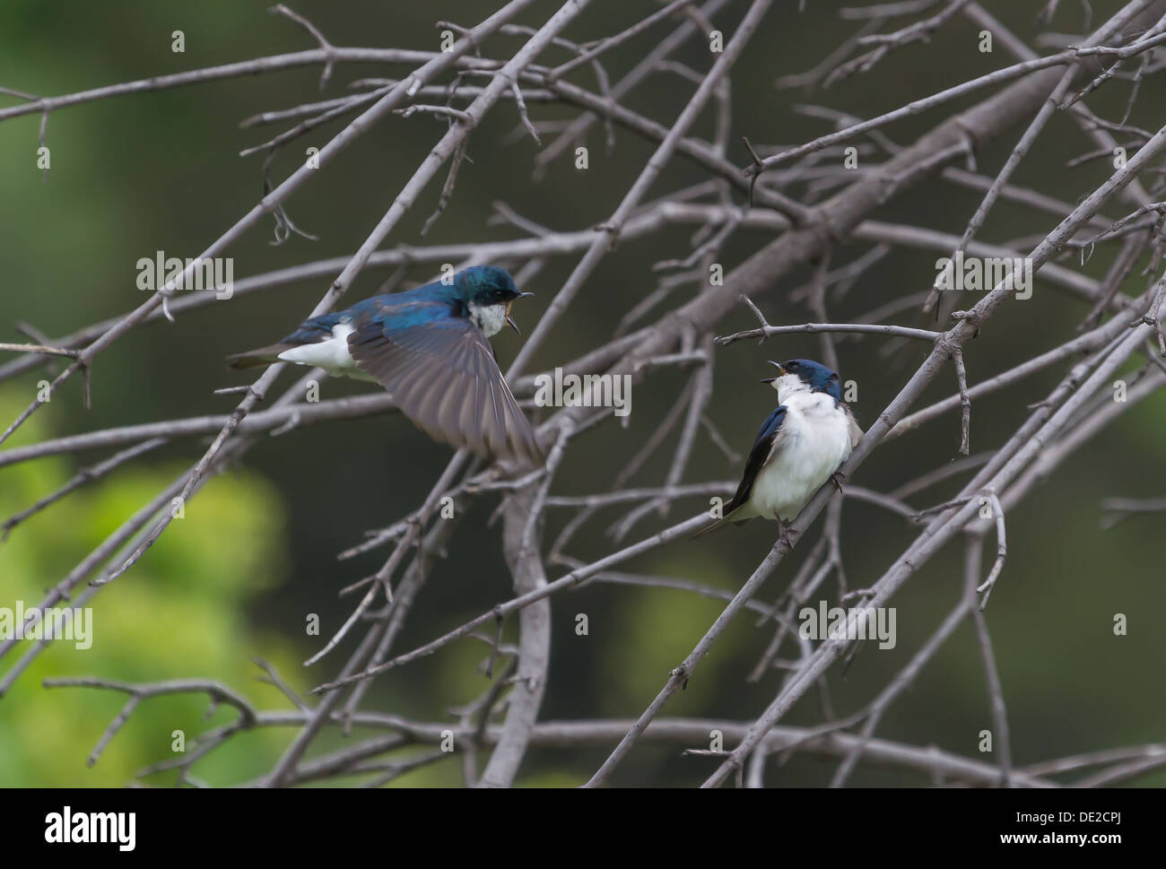 Tree swallows hi-res stock photography and images - Alamy