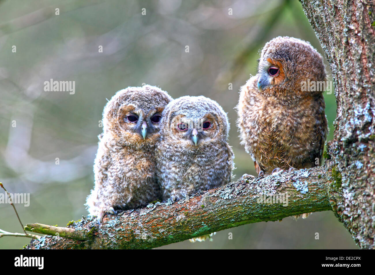 3 owls in a row hi-res stock photography and images - Alamy