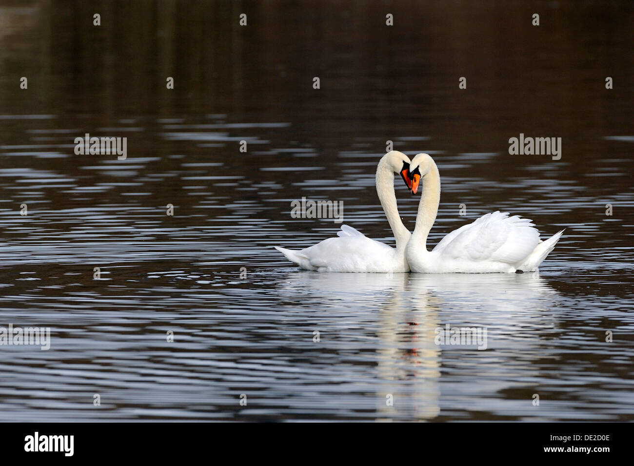 Mute swans hi-res stock photography and images - Alamy