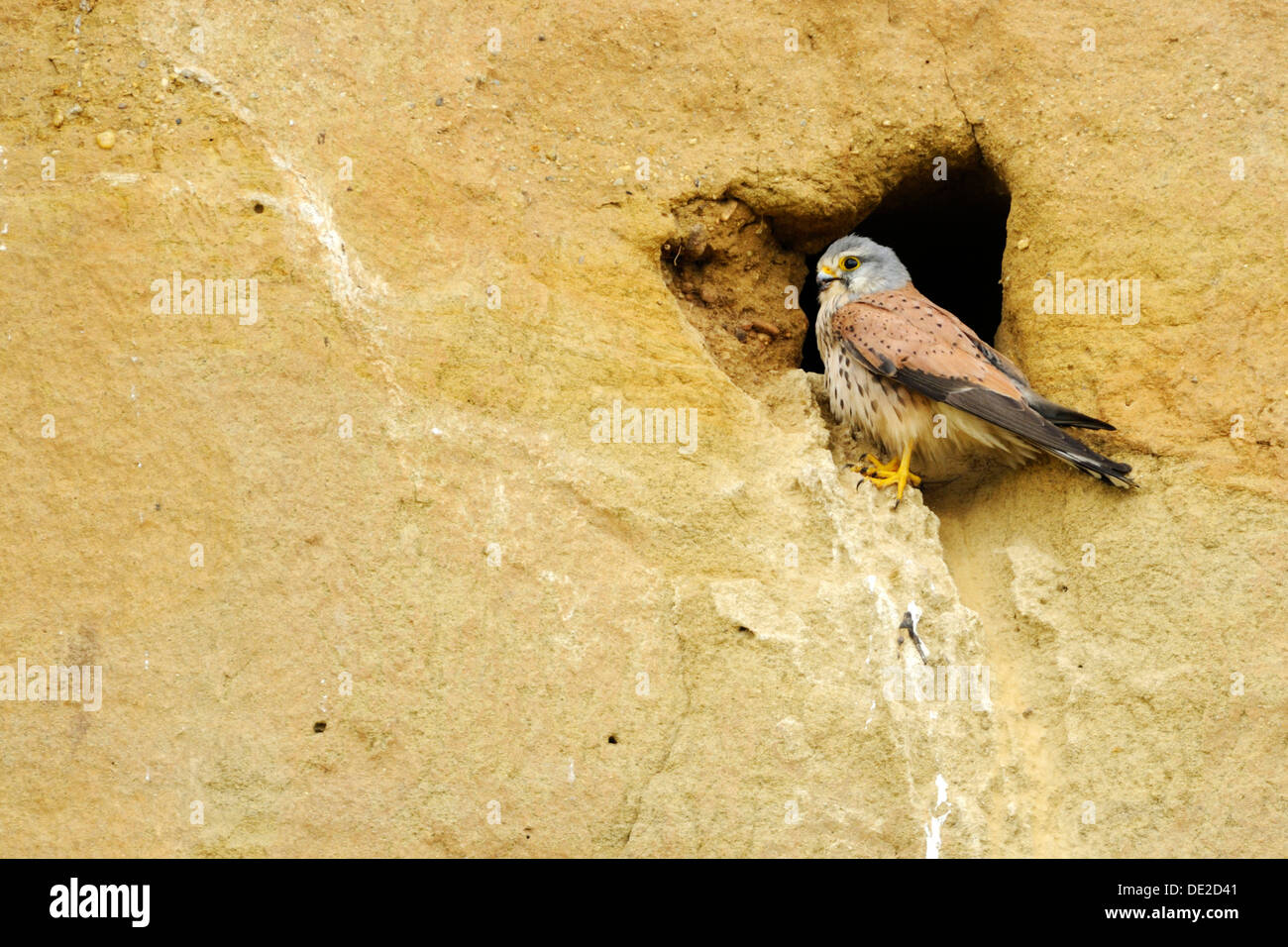 Common kestrel (Falco tinnunculus), sitting at the entrance to its ...
