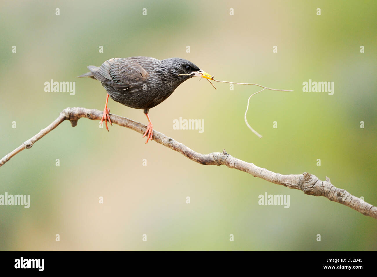 Spotless Starling (Sturnus unicolor), perched on twig with nesting ...
