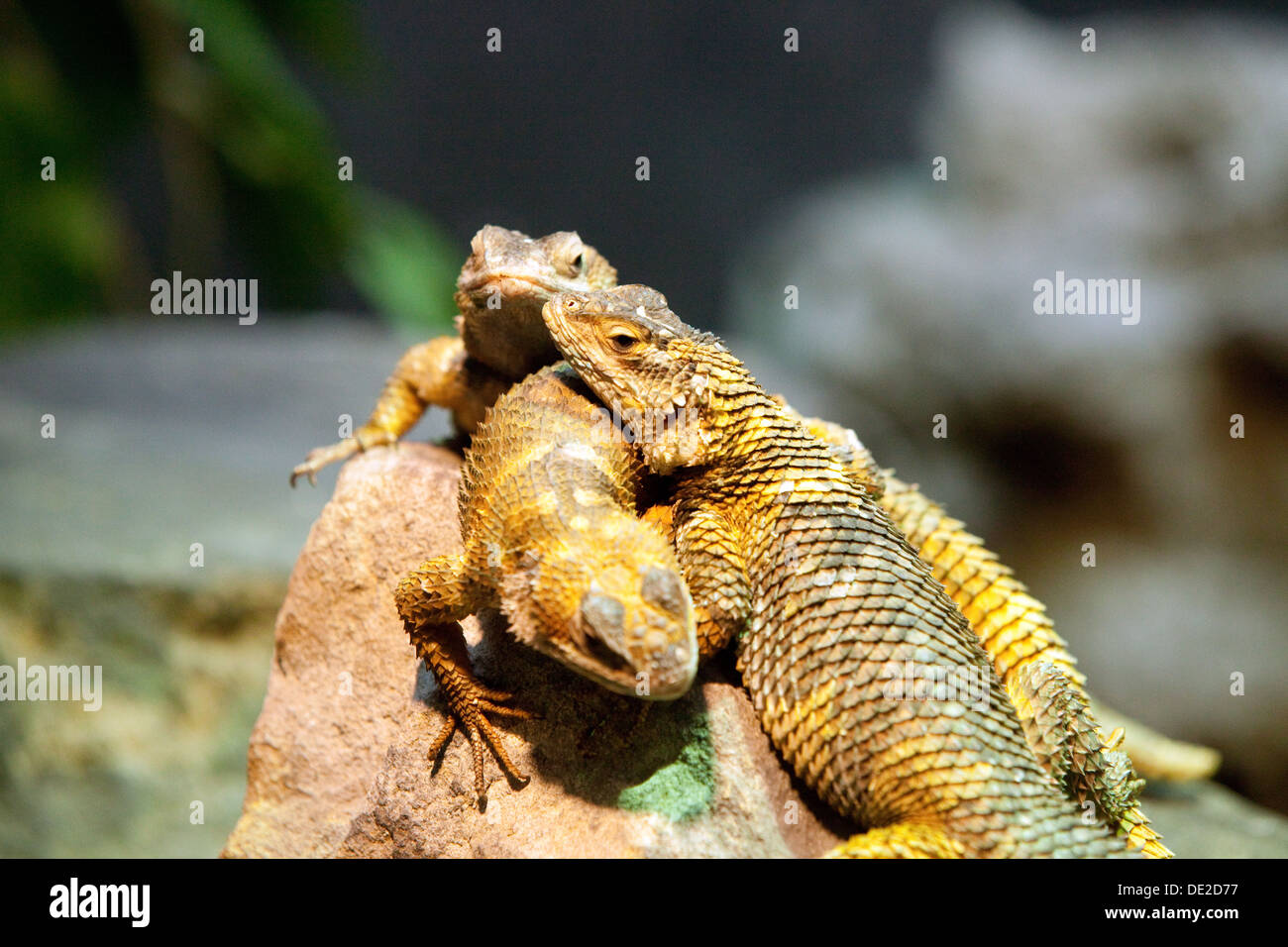 North american lizards hi-res stock photography and images - Alamy