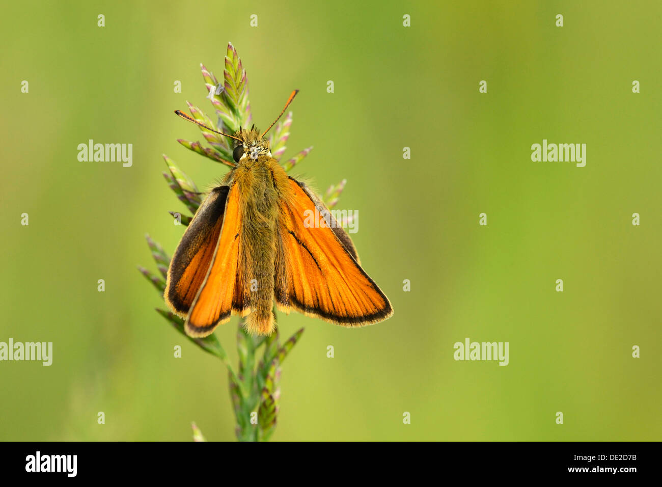 Essex Skipper or European Skipper (Thymelicus lineola), Zug ...