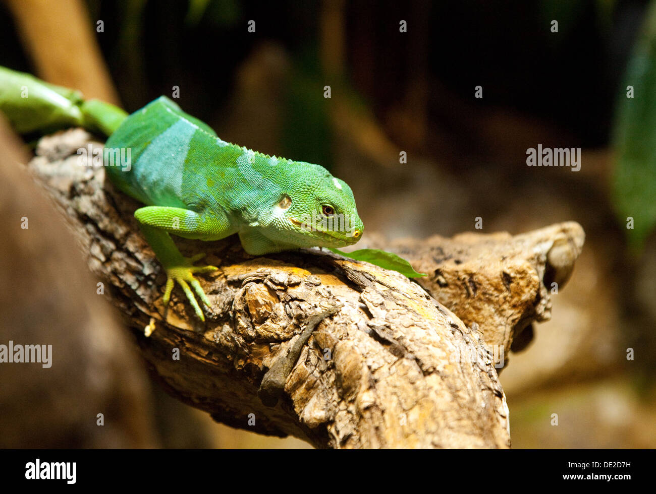 A Fiji Iguana - Brachylophus Bulabula Stock Photo - Alamy