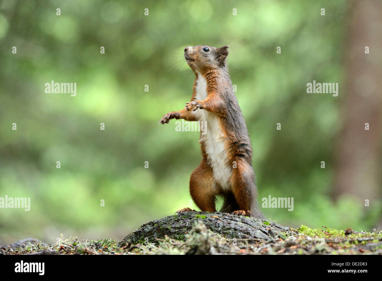Eurasian red squirrel (Sciurus vulgaris) standing on its hind legs ...
