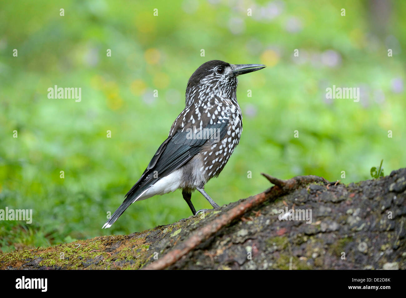 Spotted nutcrackers hi-res stock photography and images - Alamy