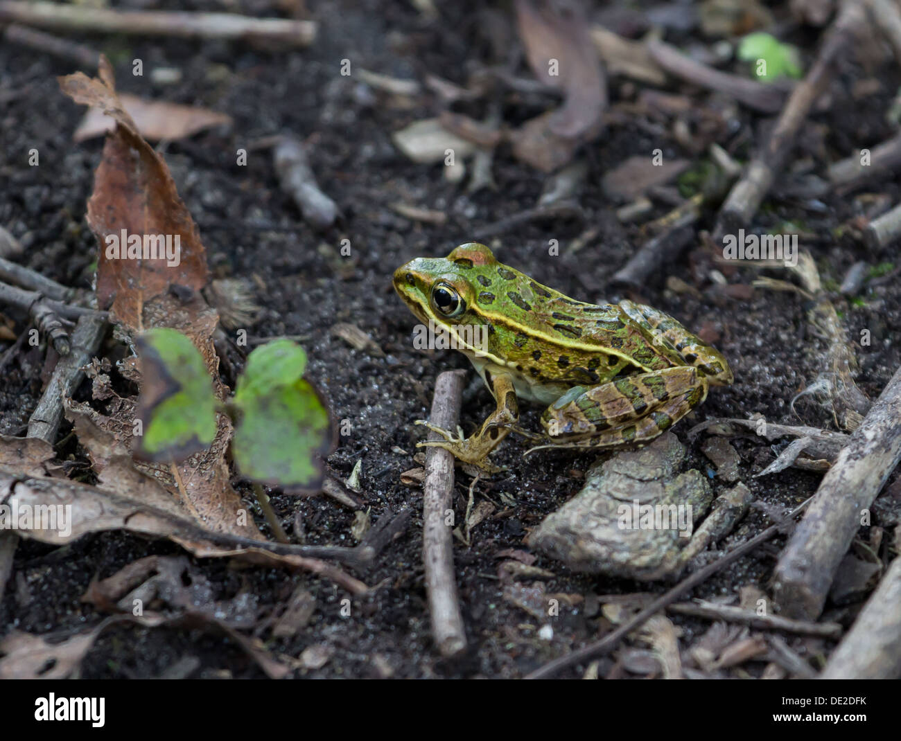 Northern Leopard Frog Stock Photo - Alamy