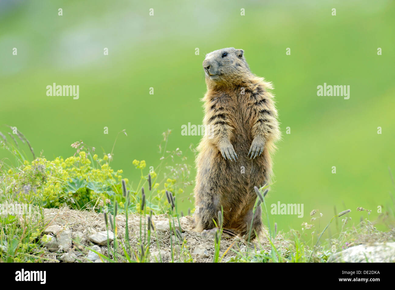 Alpine Marmot (Marmota marmota), standing on its hind legs and ...