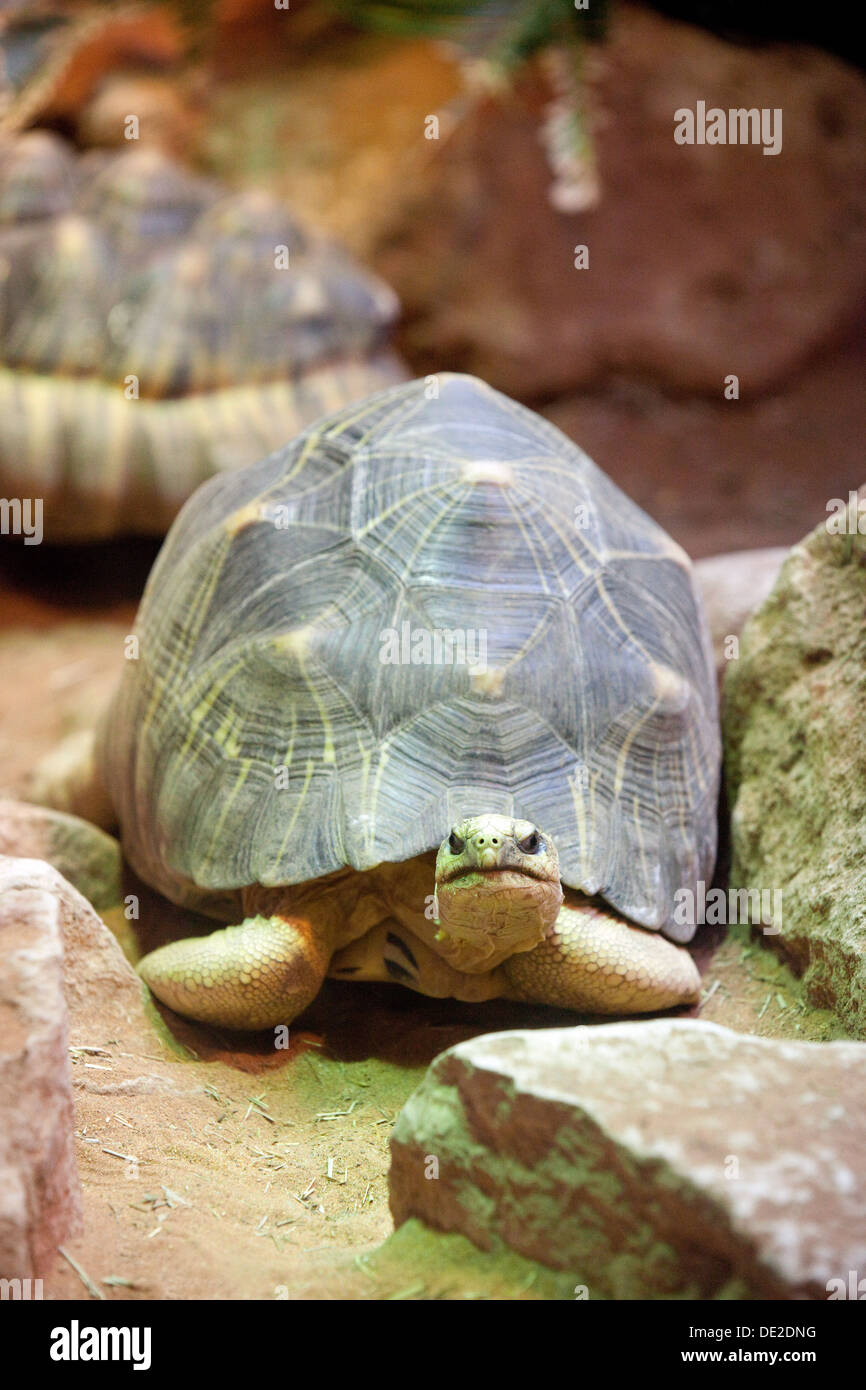 Geochelone Radiata Stock Photos & Geochelone Radiata Stock Images - Alamy