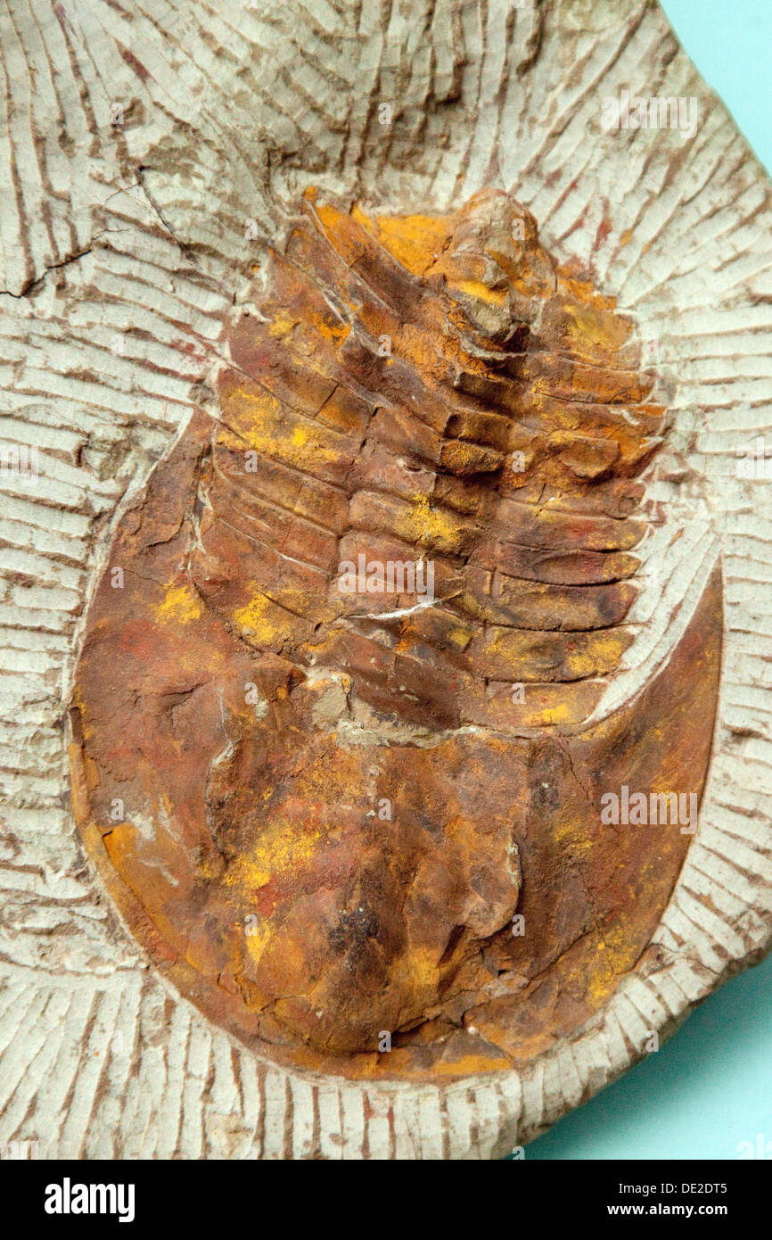 Trilobite Fossils High Resolution Stock Photography and Images - Alamy