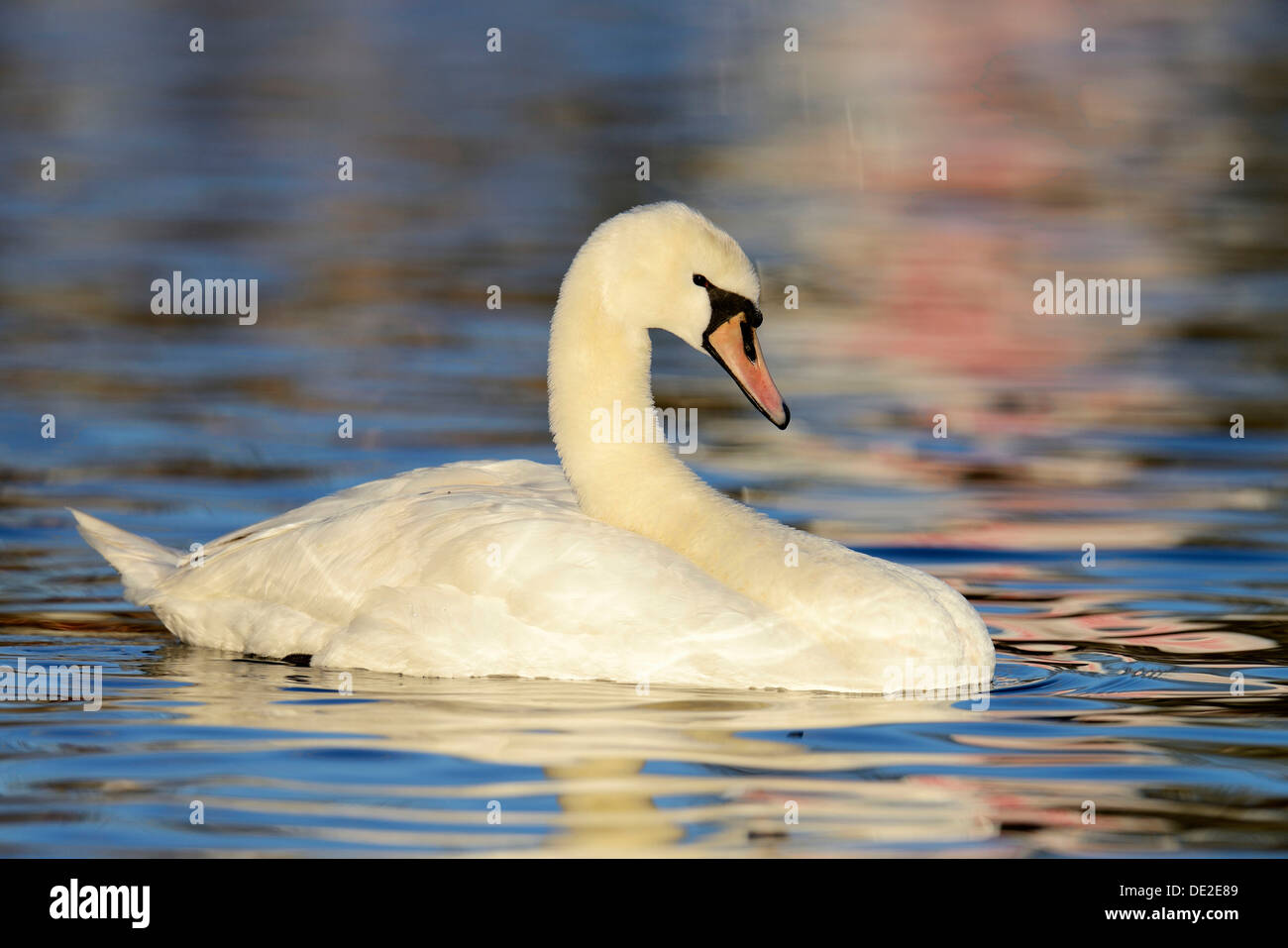 Suisse side views side view sideview single animal swans hi-res stock ...