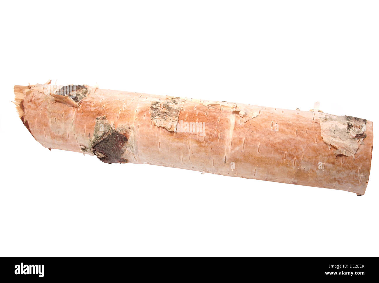 birch log on a white background Stock Photo - Alamy
