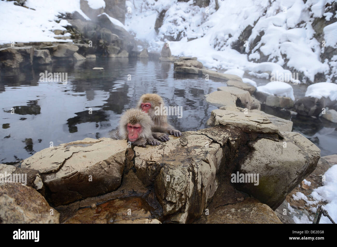 Japanese macaques hot springs hi-res stock photography and images - Alamy