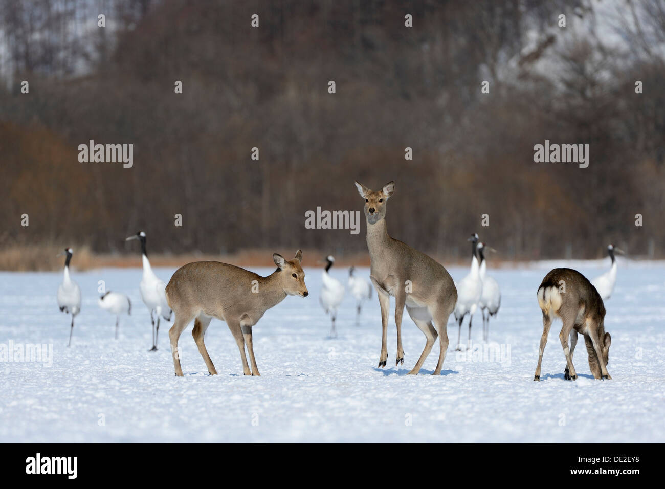 Hokkaido sika deer, Spotted deer or Japanese deer (Cervus nippon ...