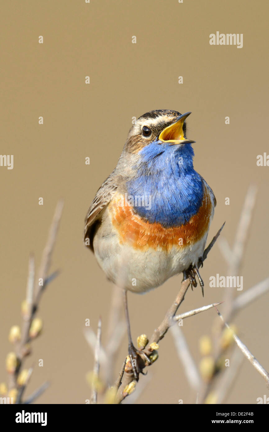 Geul hi-res stock photography and images - Alamy