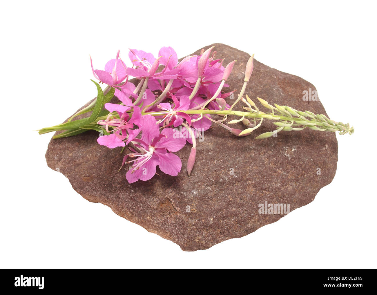 Willow herb garden Cut Out Stock Images & Pictures - Alamy