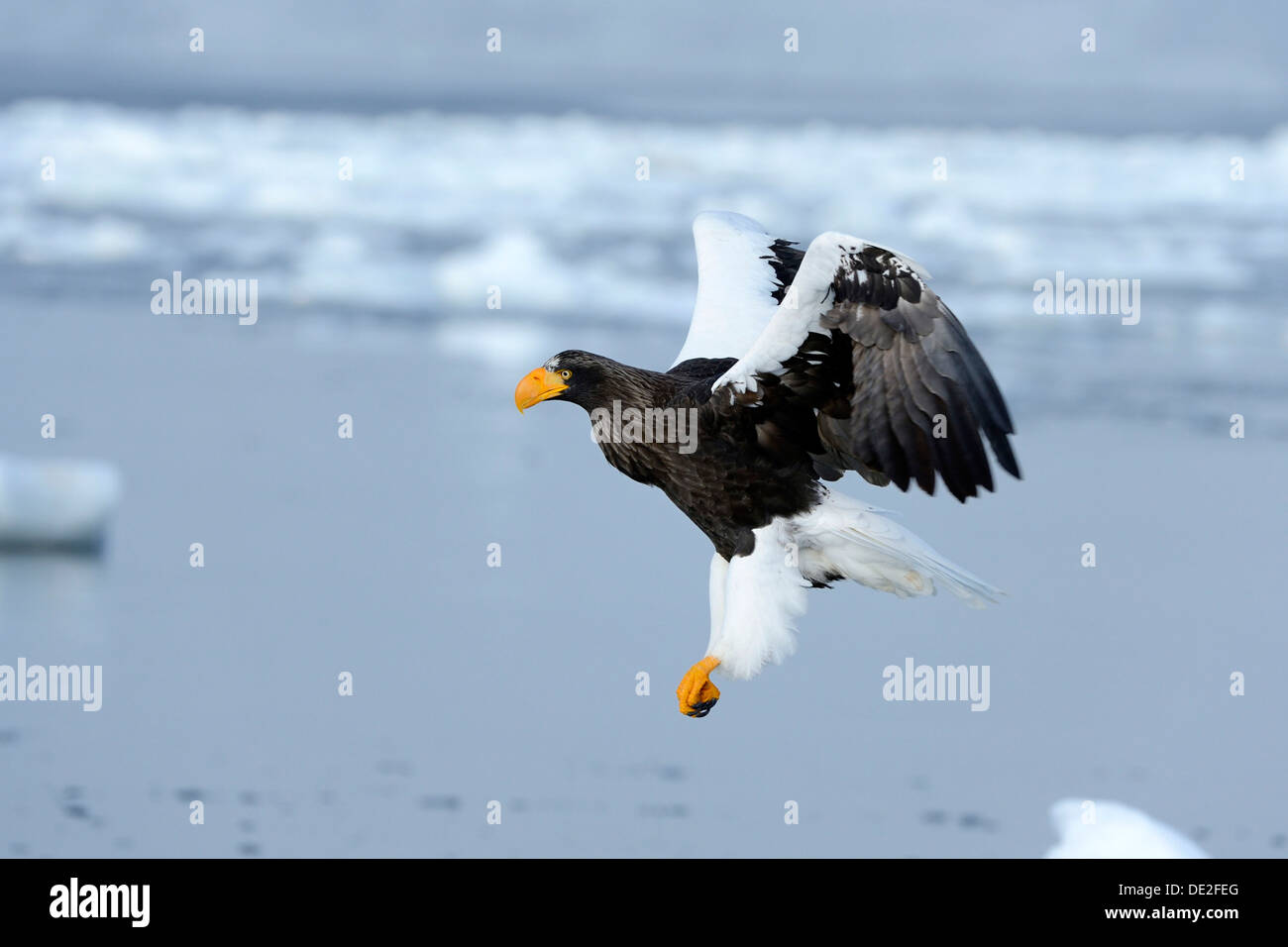 Steller's Sea Eagle (Haliaeetus pelagicus) in flight, Rausu, Menashi ...