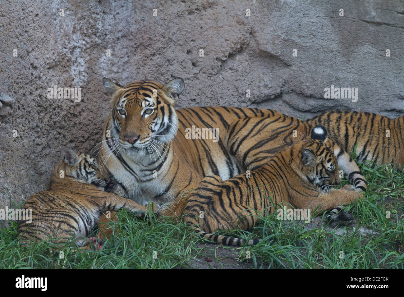 Tiger with cubs Stock Photo - Alamy