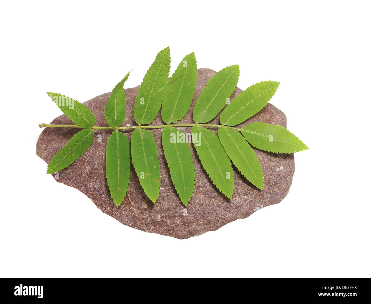 Close up branch ash Cut Out Stock Images & Pictures - Alamy