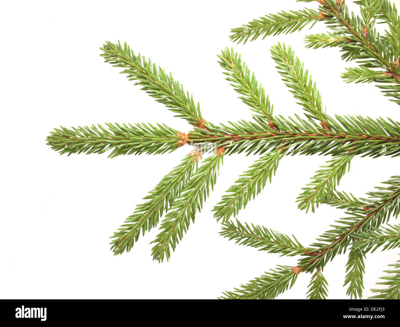 Spruce shape hi-res stock photography and images - Alamy