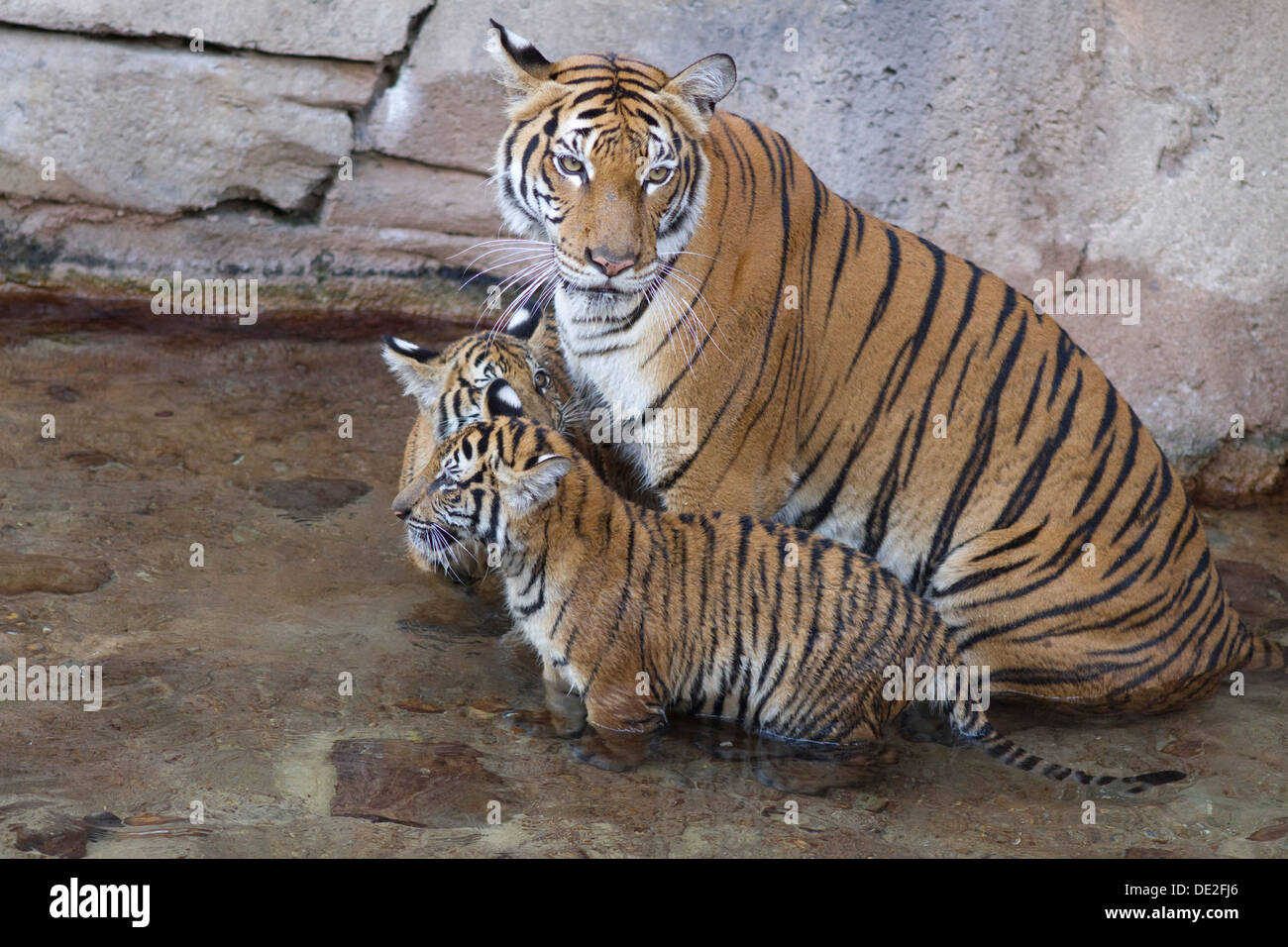 Tiger with cubs Stock Photo - Alamy