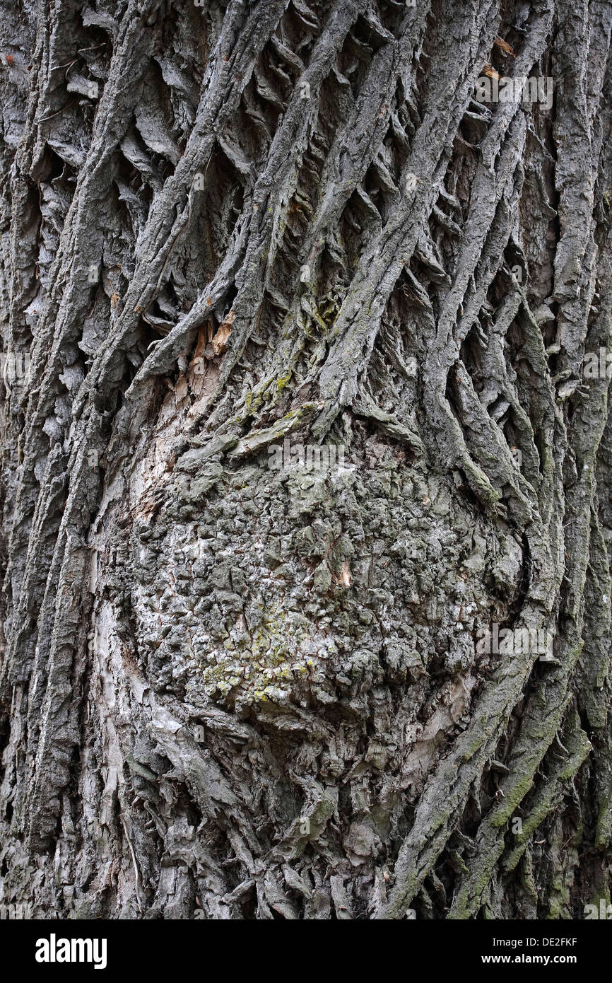 Structure of a tree bark Stock Photo - Alamy