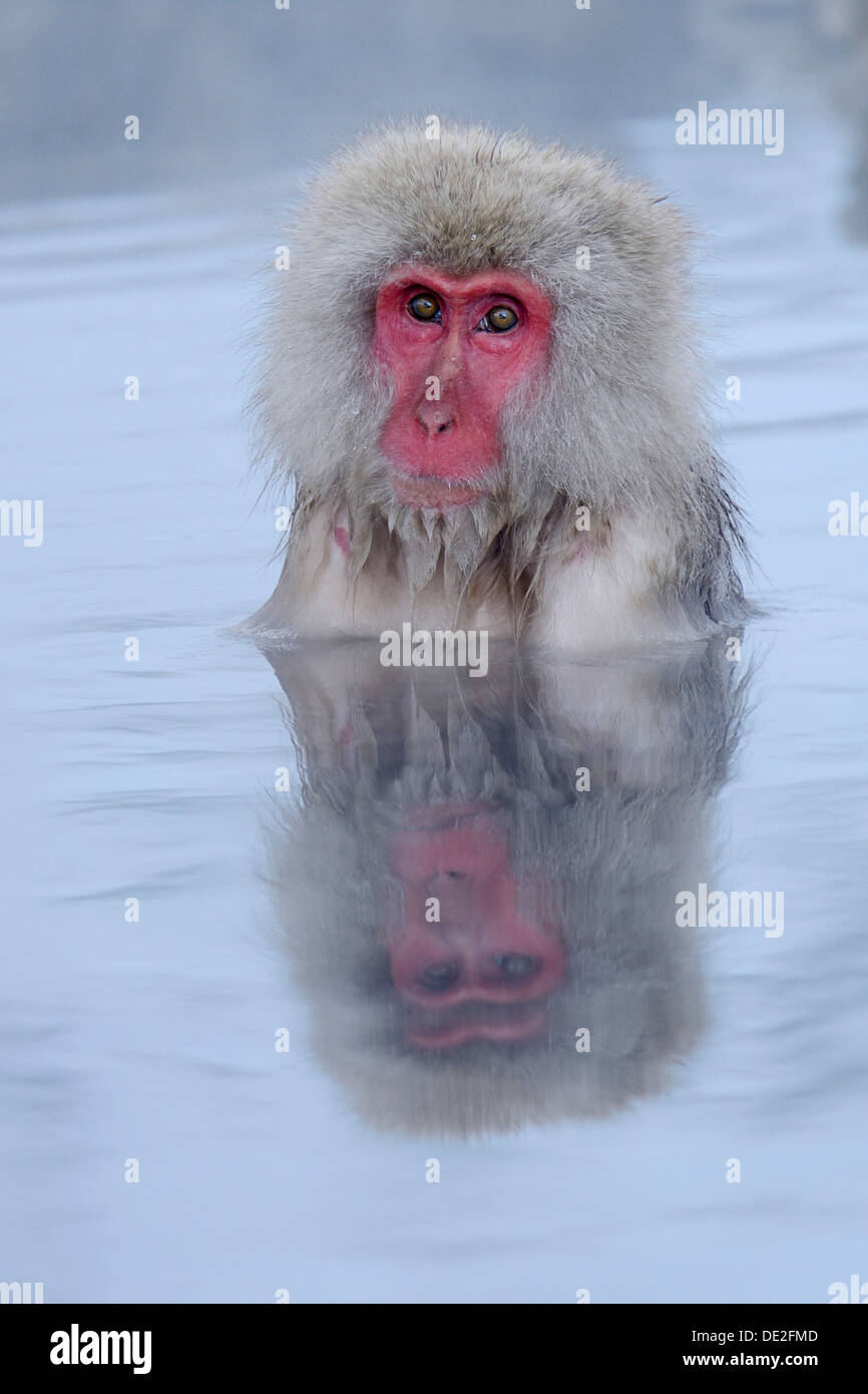 Japanese Macaque or Snow Monkey (Macaca fuscata), taking a bath in a ...