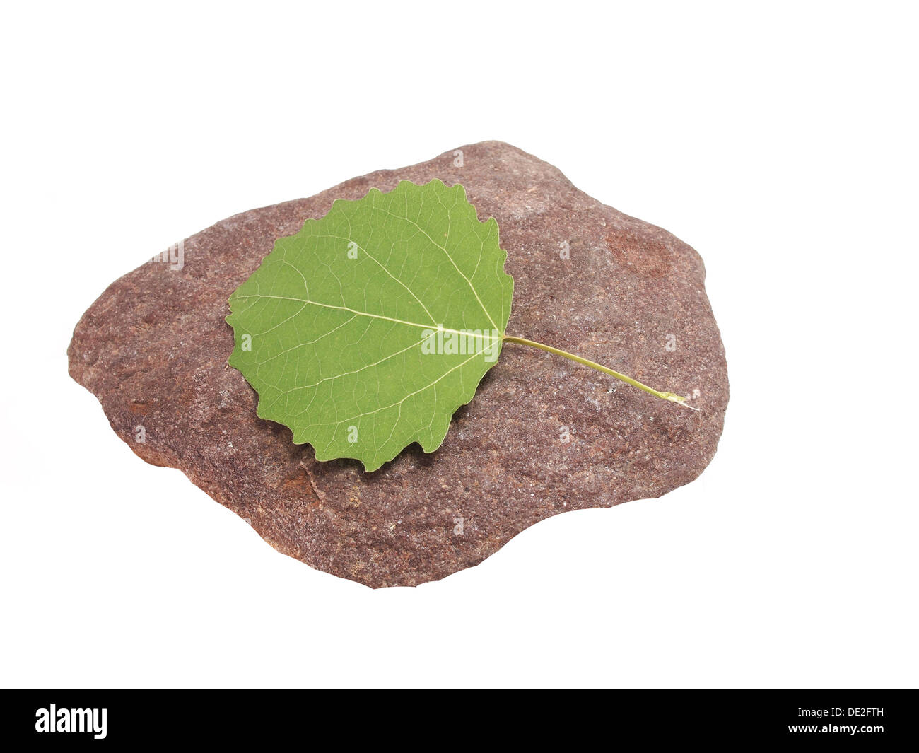 Aspen twig and a stone on a white background Stock Photo - Alamy