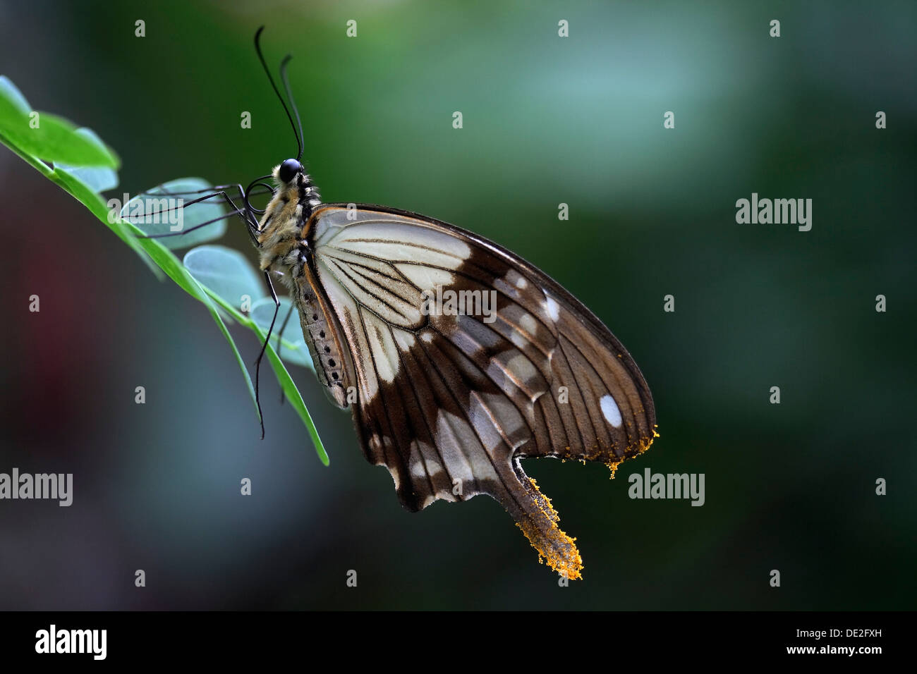 African Swallowtail, Mocker Swallowtail or Flying Handkerchief (Papilio ...