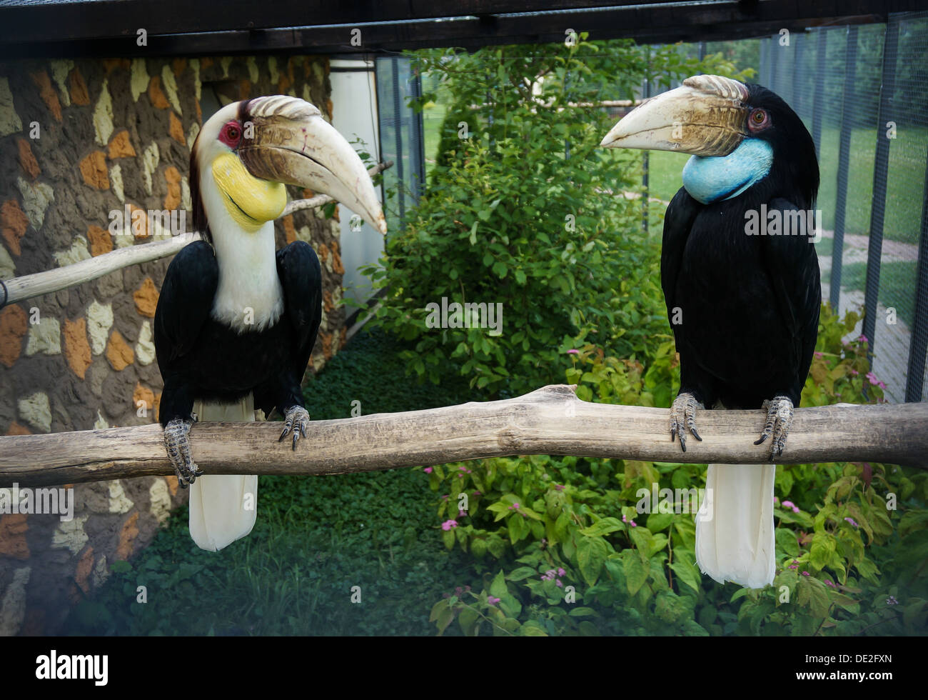 Tucan ecuador hi-res stock photography and images - Alamy