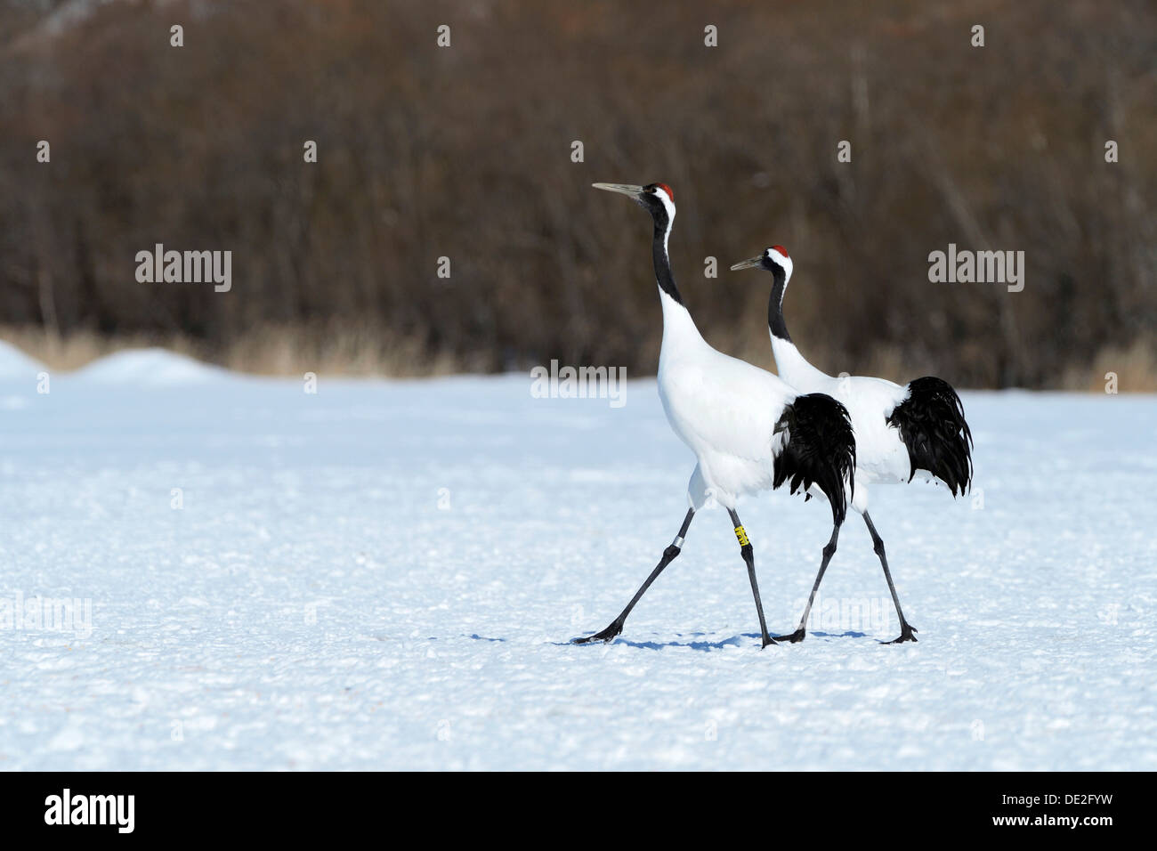 Japanese cranes hi-res stock photography and images - Alamy