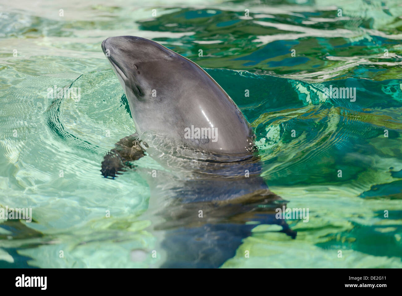 Harbour porpoise hi-res stock photography and images - Alamy