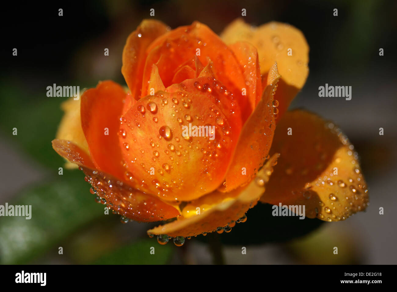 Dripping rose hi-res stock photography and images - Alamy