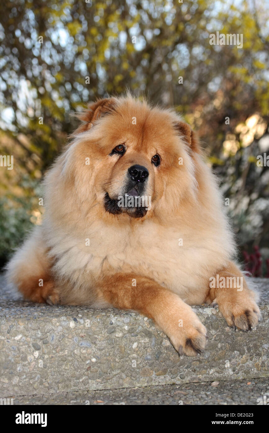 Chow Chow, male dog, portrait, attentive look Stock Photo - Alamy